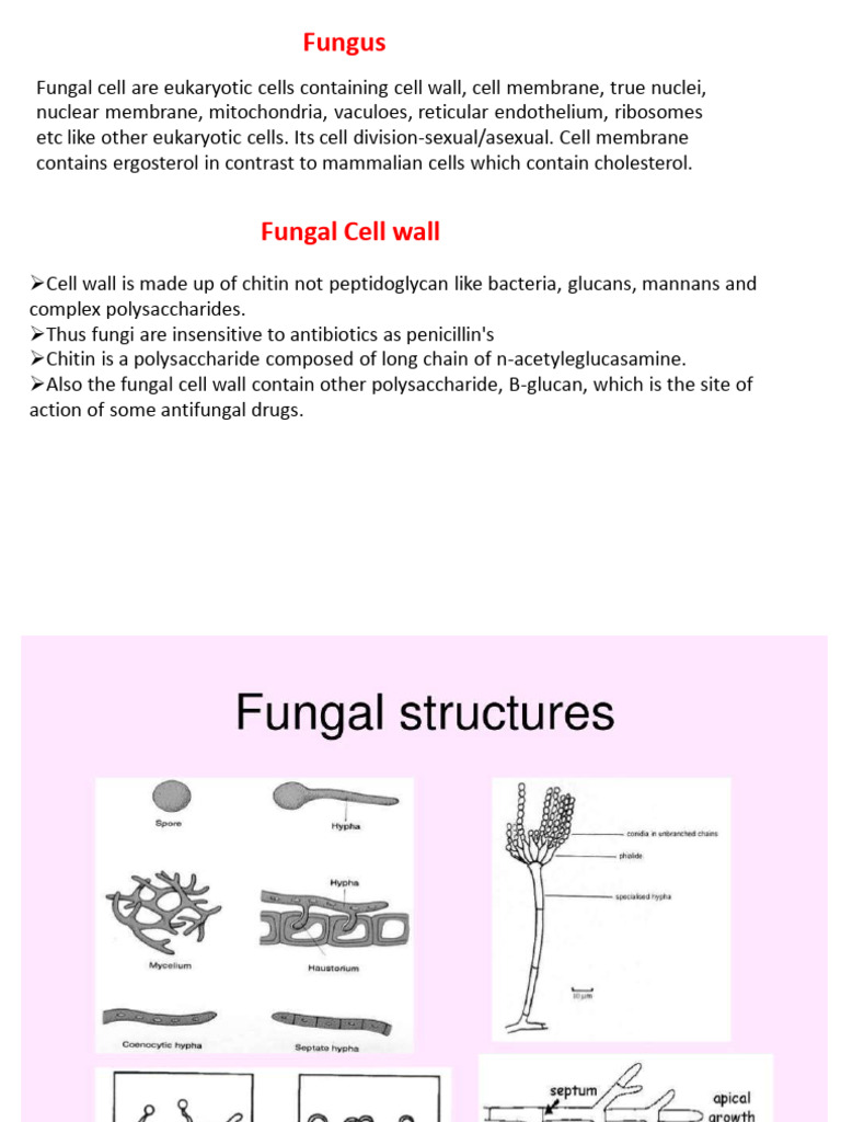 Fungus | PDF | Fungus | Cell (Biology)