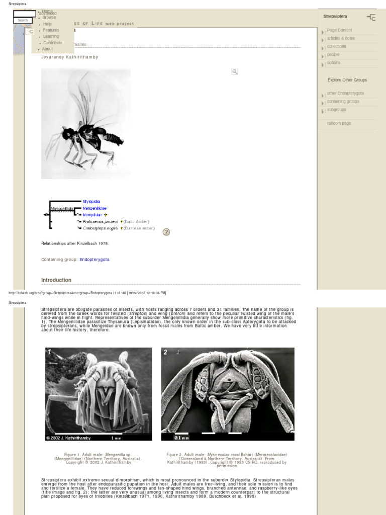 Strepsiptera | Download Free PDF | Ribosomal Dna | Hexapoda