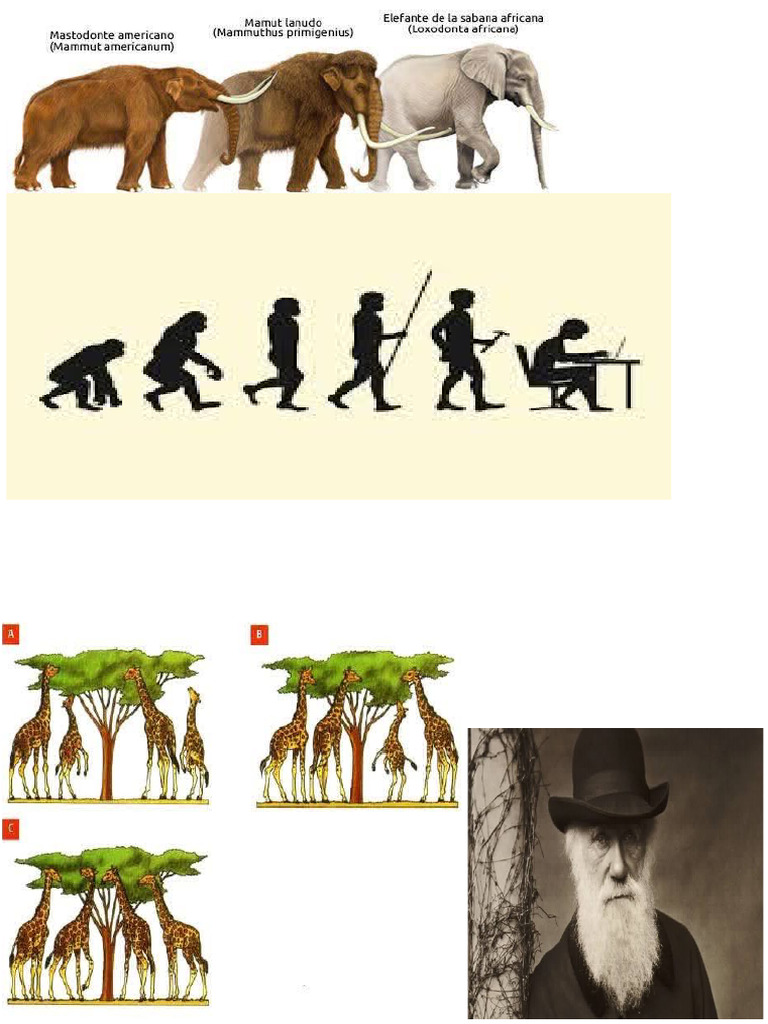 Teoría Darwin | PDF