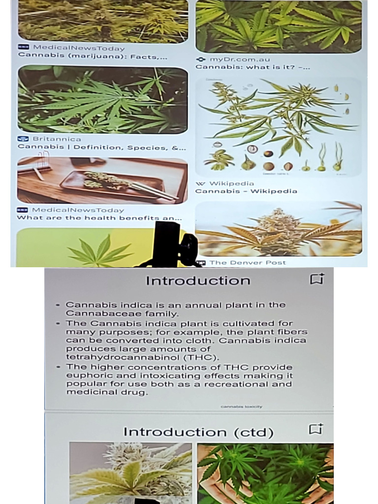 Cannabis | PDF