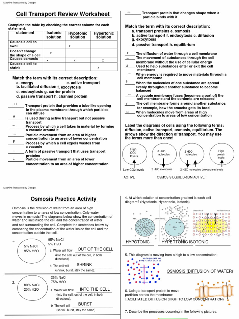 Cell Transport Study Guide | PDF | Osmosis | Cell Membrane