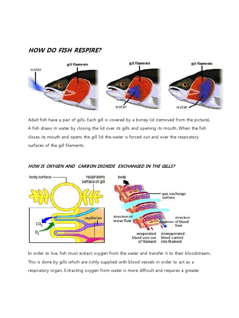 How Do Fish Respire | Gill | Respiratory System