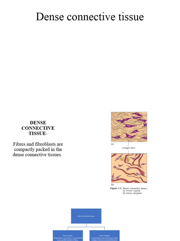Overview of Dense Connective Tissue | PDF | Cartilage | Bone