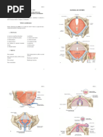 Pelve e Períneo | PDF | Pélvis | Anatomia