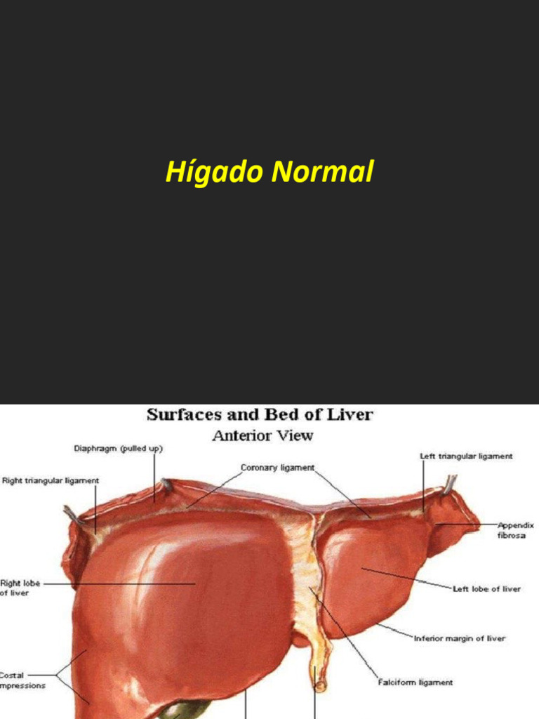 Hígado Normal en Ecografia | PDF