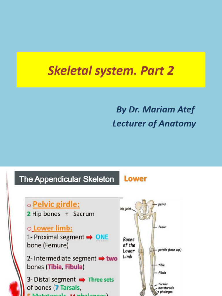 Skeletal System Part 2 3 | PDF | Knee | Hip