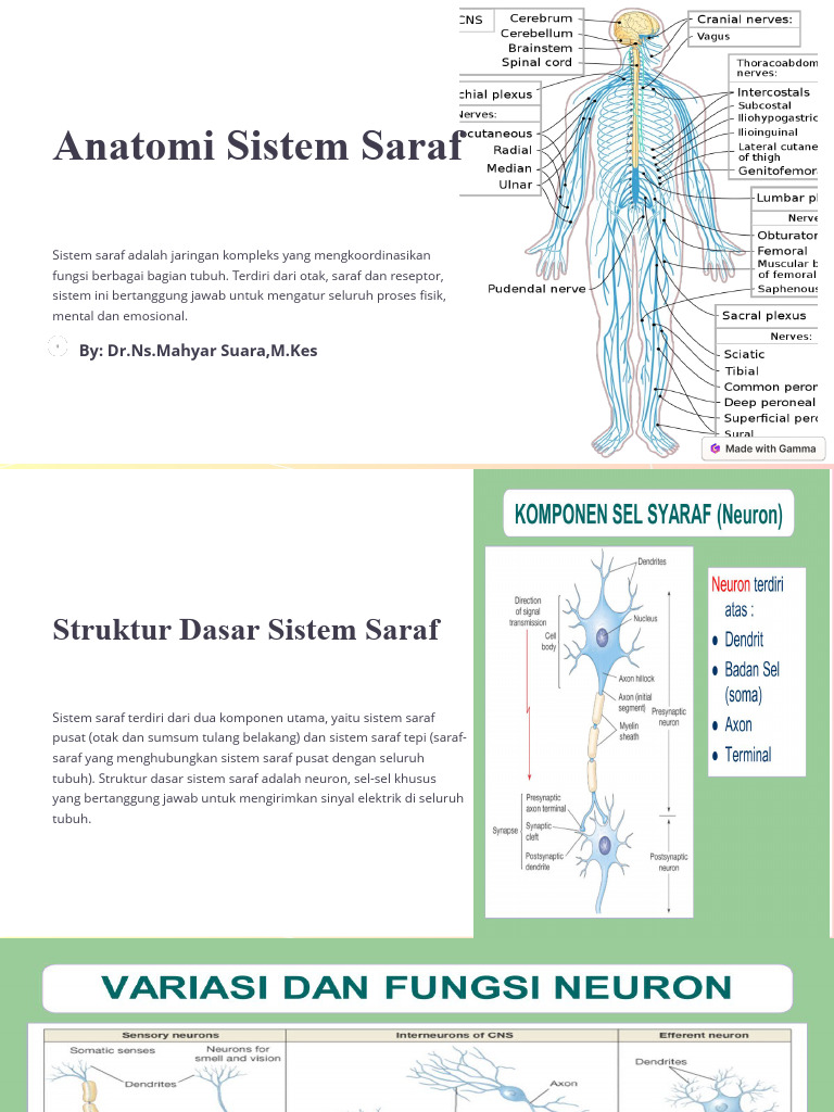 Anatomi dan Fungsi Sistem Saraf | PDF | Pengembangan Diri | Sains ...