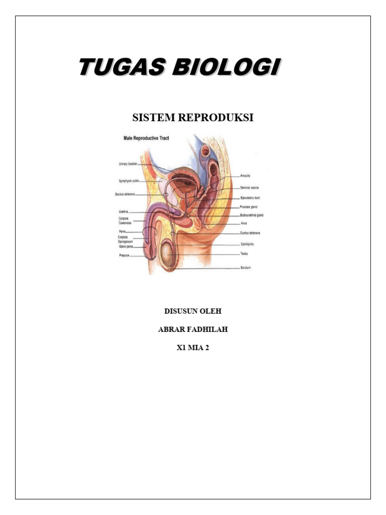 Sistem Reproduksi | PDF | Kesehatan Holistik | Sains & Matematika