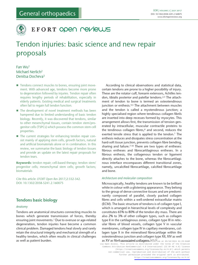 Tendons Injuries | PDF | Tendon | Extracellular Matrix