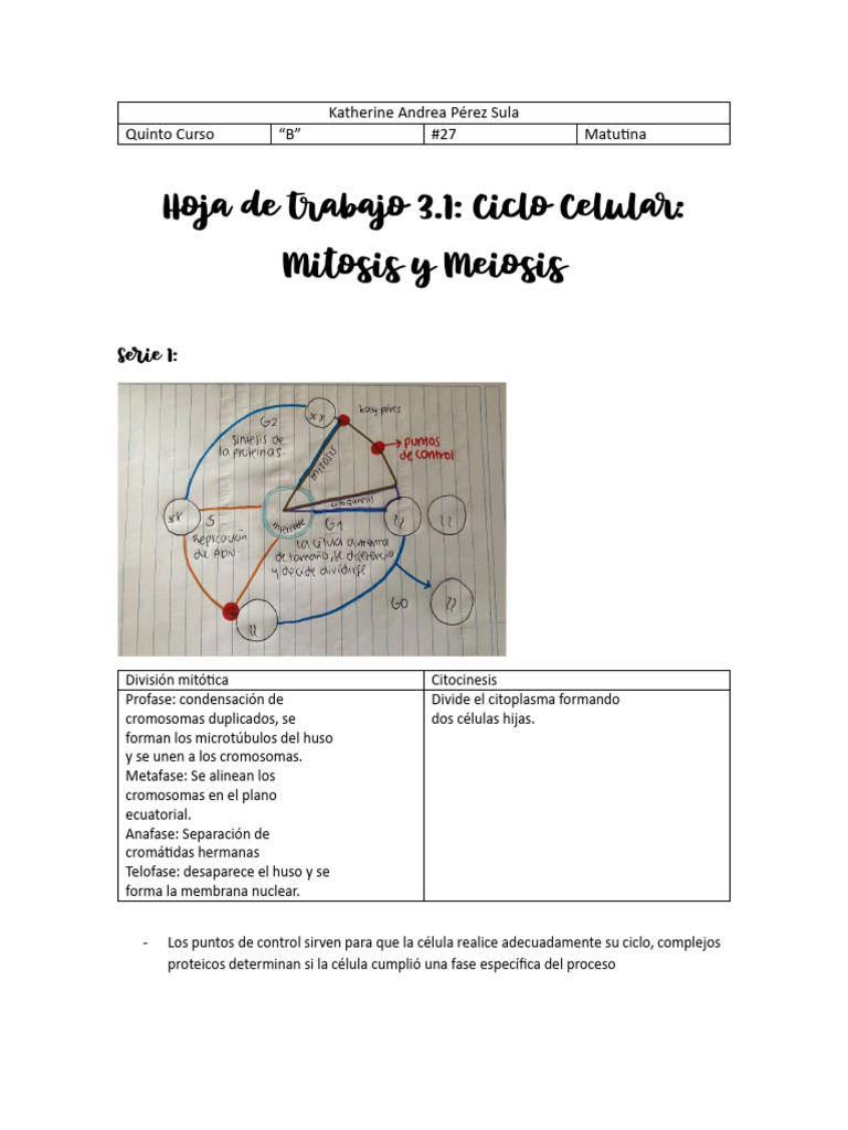 Ciclo Celular: Mitosis y Meiosis | PDF | Mitosis | Mitosis