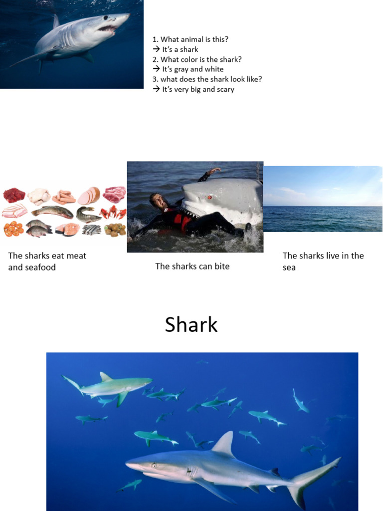 Lesson 11- shark | PDF