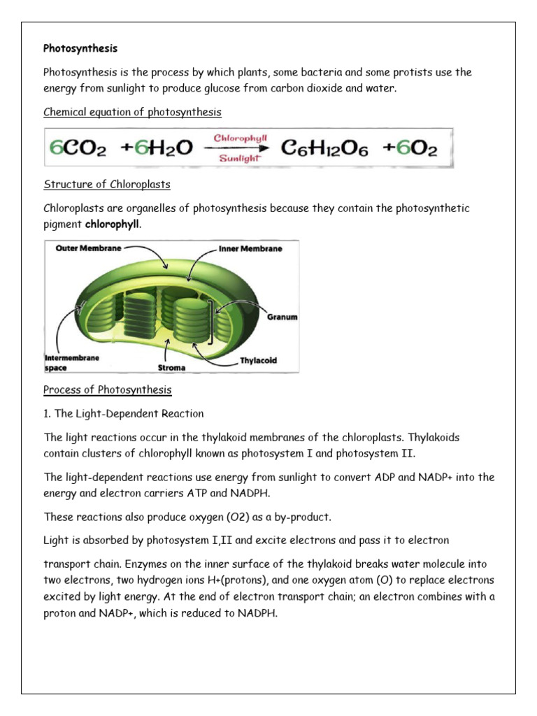 Photosynthesis & Cellular Respiration | PDF | Photosynthesis | Cellular ...