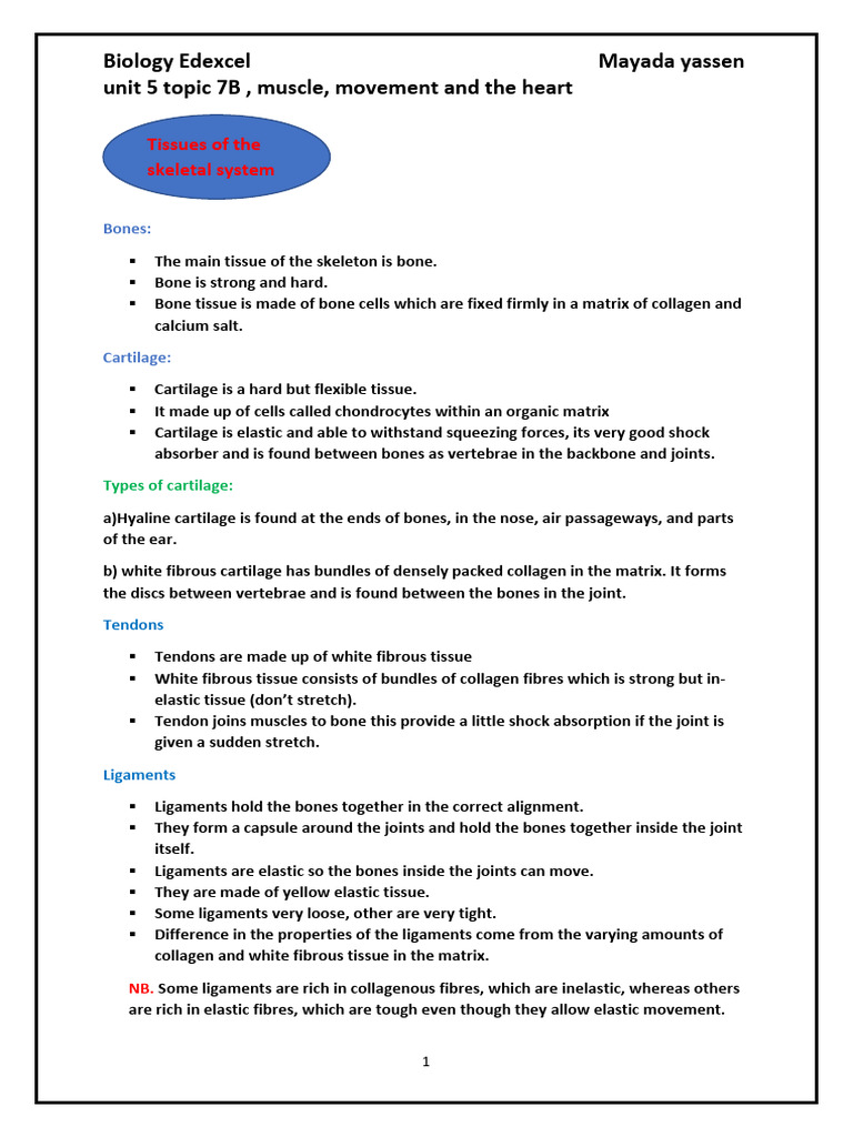 Muscle, Movement, and Skeletal Tissues | PDF | Muscle | Muscle Contraction