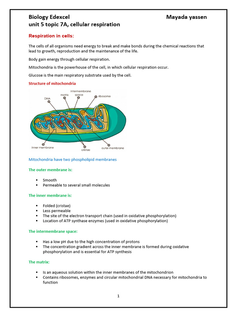 Note, Unit 5 Topic 7A, Cellular Respiration | PDF | Cellular ...
