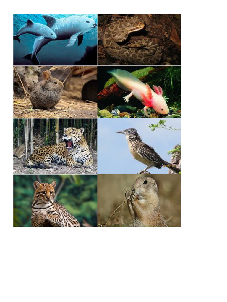 Espesies Endemicas | PDF