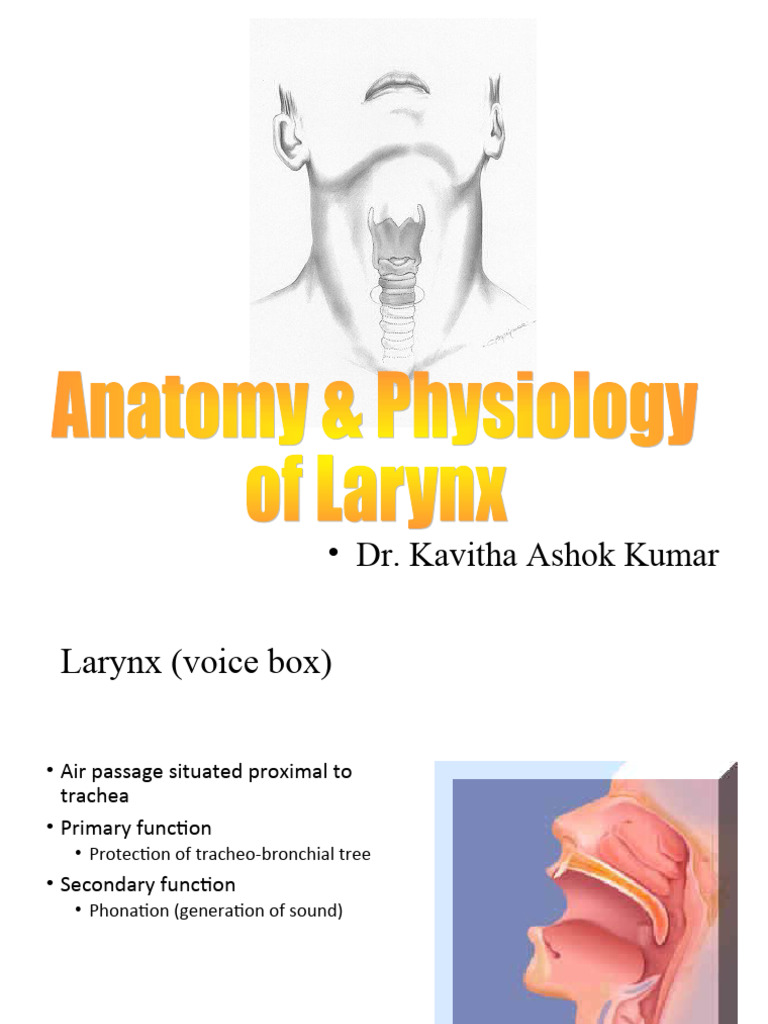 2 Anatomy Physiology Larynx 1 | PDF | Larynx | Anatomy