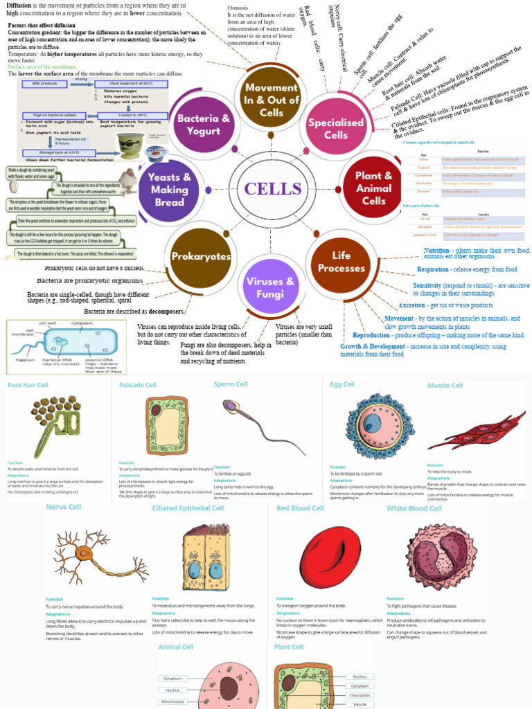 Cells Map | PDF | Cell (Biology) | Bacteria