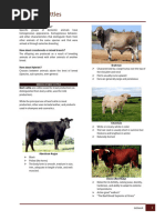 Official List of Breed Codes For Bovine: Beef Breeds | PDF | Livestock ...