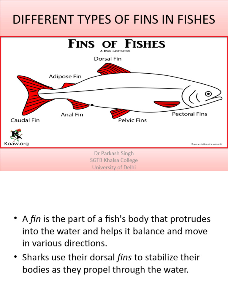 Types of Fins in Fishes | PDF | Fish