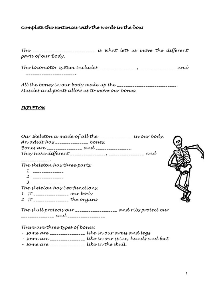Bones and Muscles Worksheet for Kids | PDF | Skeleton | Human ...
