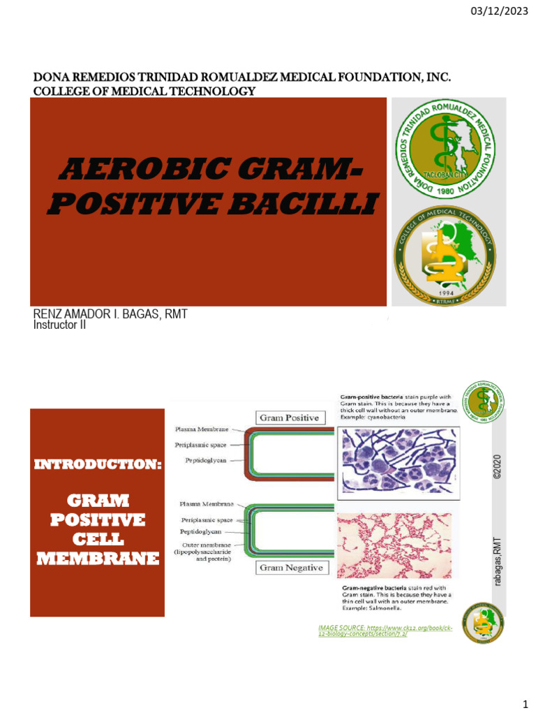 Aerobic Gram Positive Bacilli | PDF | Bacillus | Anthrax