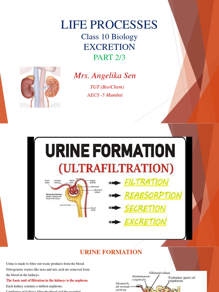 X Life Processes Excretion Module 2 of 3 | PDF | Kidney | Urine