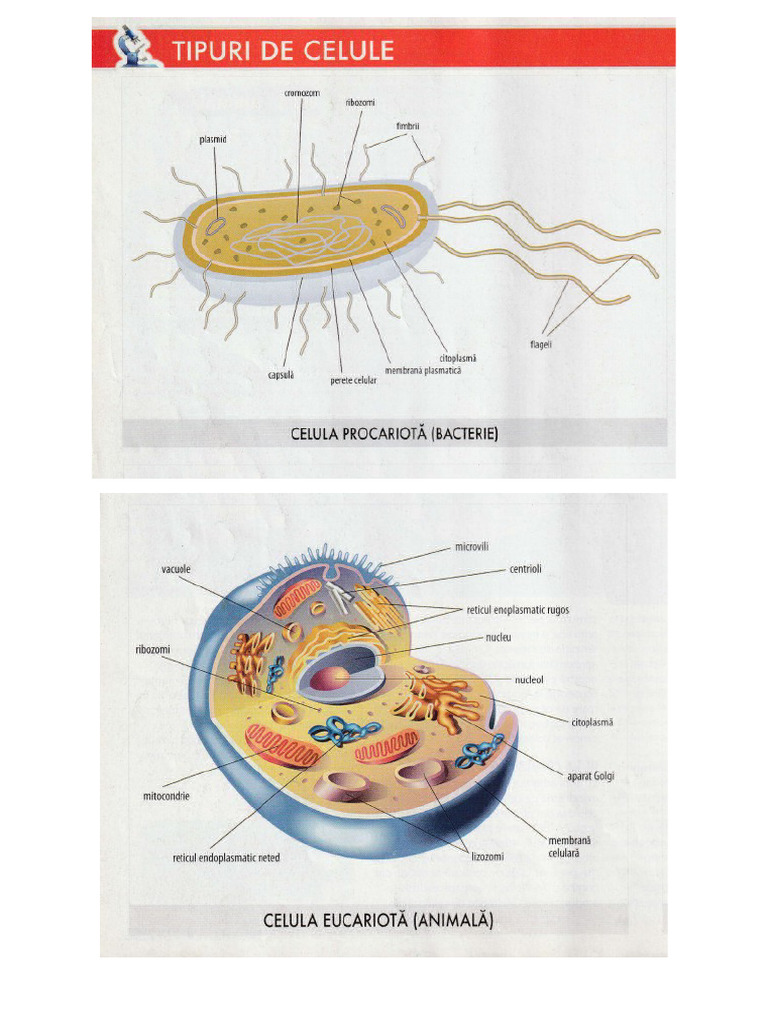 Celula Procariotă, Eucariotă - Imagine Bioplanet | PDF