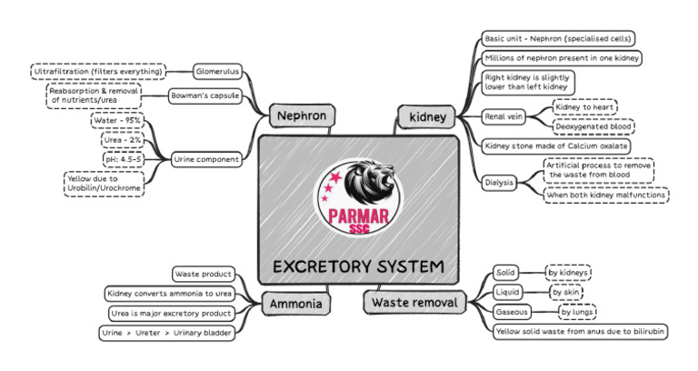 Excretory System Printable FRB | PDF