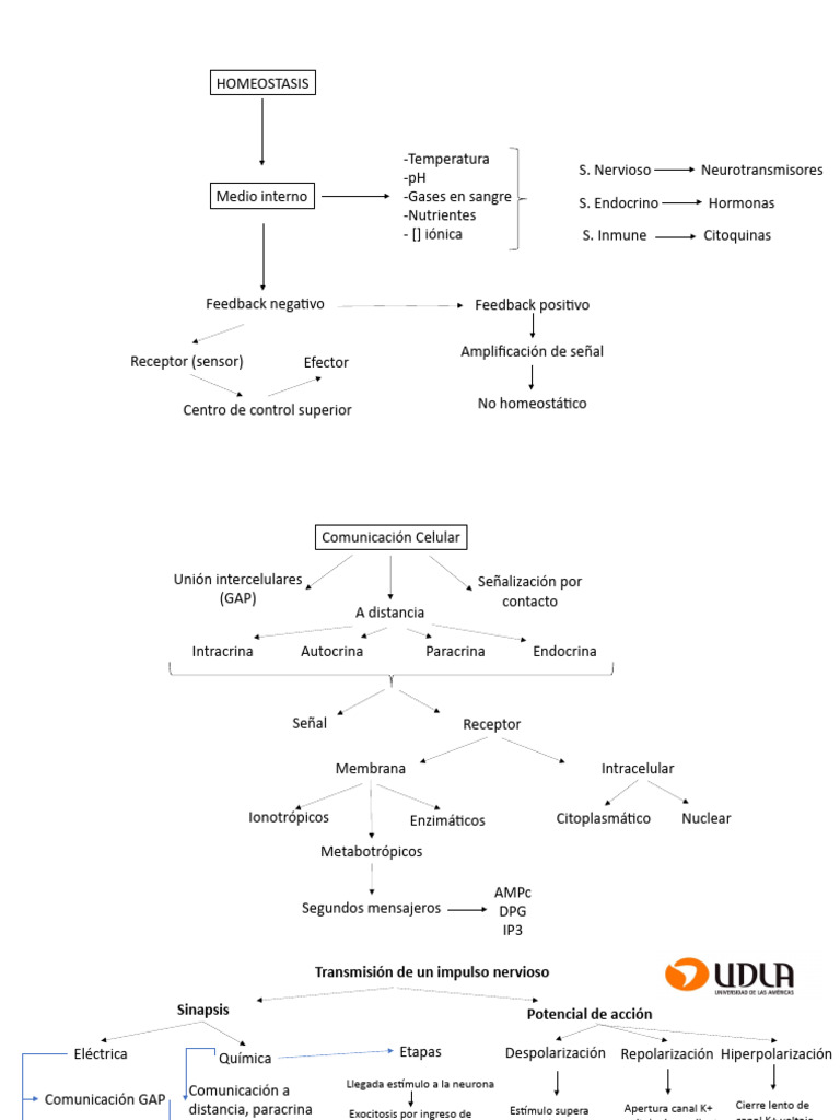 Mapa Conceptual Catedra 1 MYF302 | Descargar gratis PDF | Sinapsis | Biología Celular