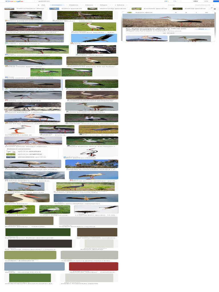 Gandras - Google Search | PDF