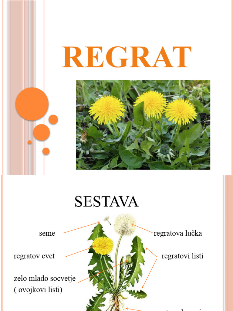 REGRAT | PDF