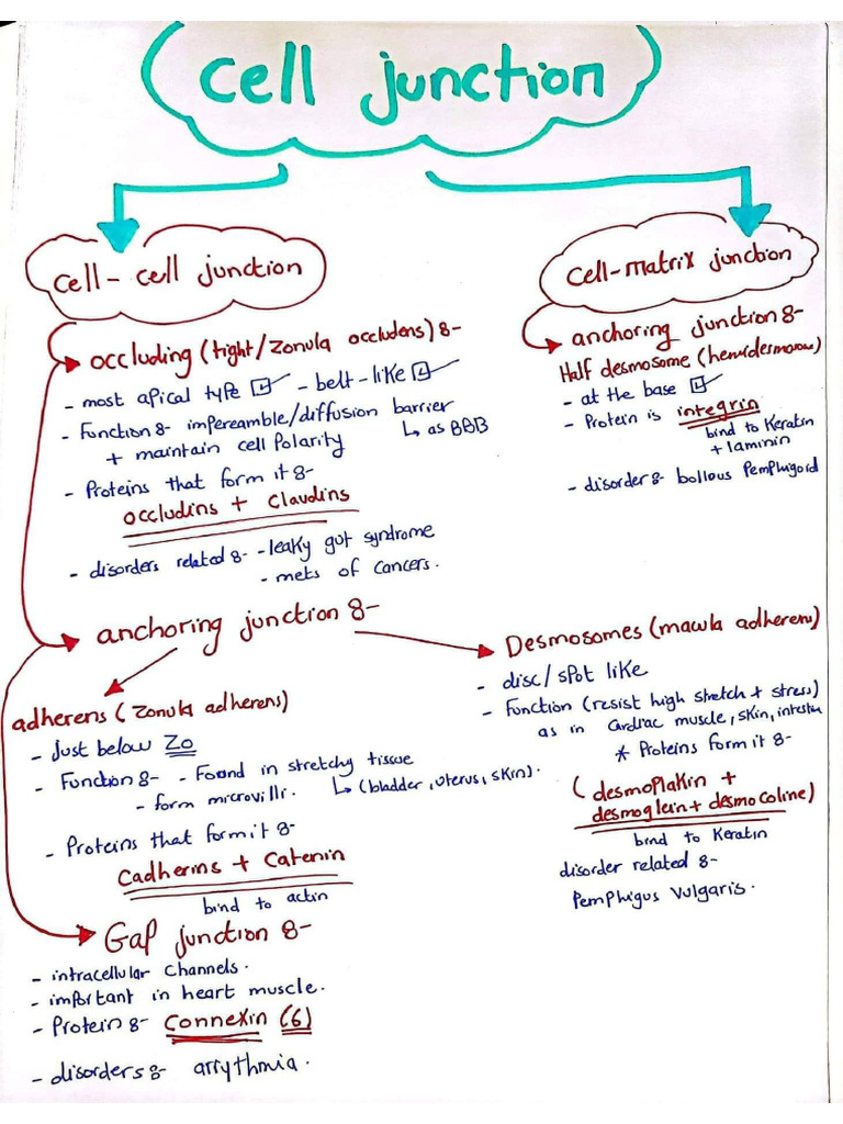L4 Cell Junction Pdf Cell Adhesion Cell Membrane