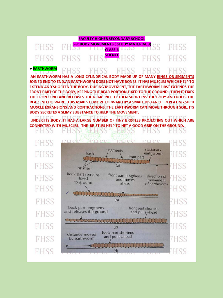 L 8 Study Material 3 Class 6 Body Movements | Download Free PDF | Snake ...
