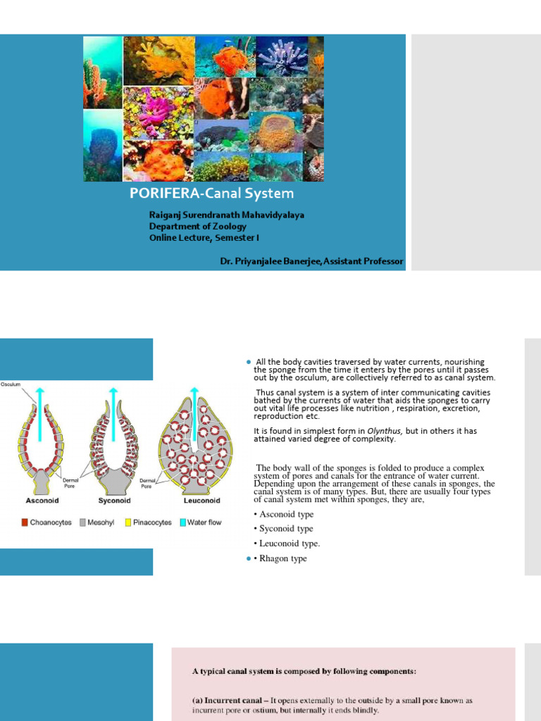 Types of Canal Systems in Porifera | PDF | Sponge | Biology
