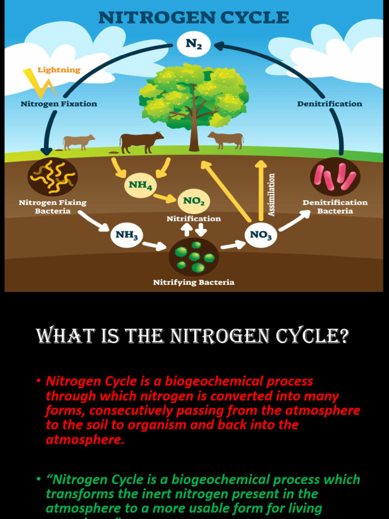 Nitrogen_cycle | PDF | Nitrogen | Chemical Substances