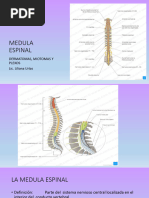 Sustancia Blanca y Gris | PDF | Médula espinal | Materia gris