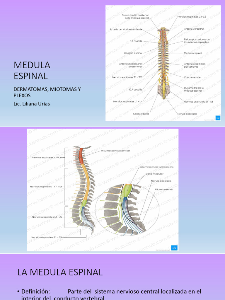 7. Médula Espinal-dermatomas , miotomas y plexos | PDF | Médula espinal | Sistema nervioso