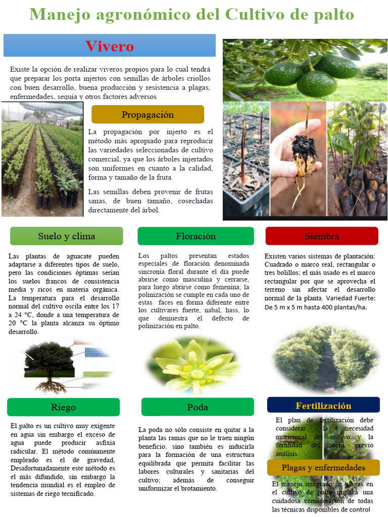 Infografia3.docx Del Cultivo de Palto | Descargar gratis PDF | Aguacate | Agricultura