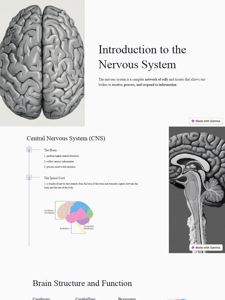Introduction To The Nervous System | PDF | Nervous System | Neuron