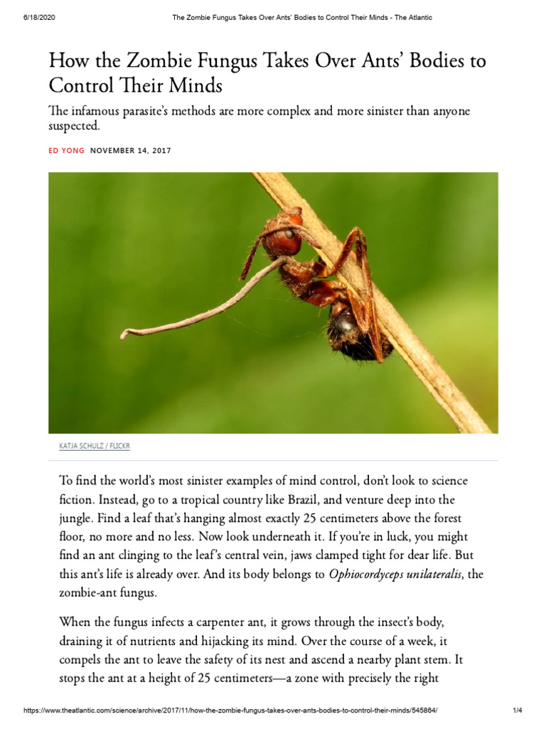 Zombie Fungus Controls Ant Behavior | PDF | Biology | Organisms