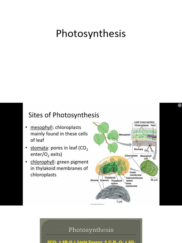Photosynthesis | PDF | Chemistry | Metabolism