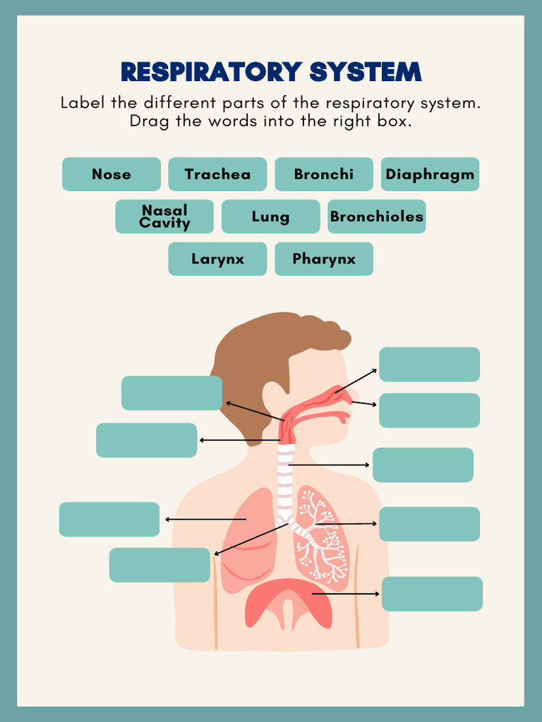 Respiratory System | PDF