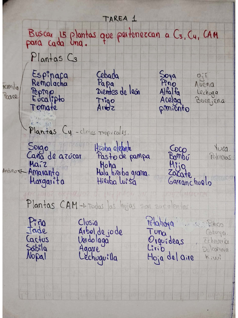 Plantas C3, C4 y CAM | PDF