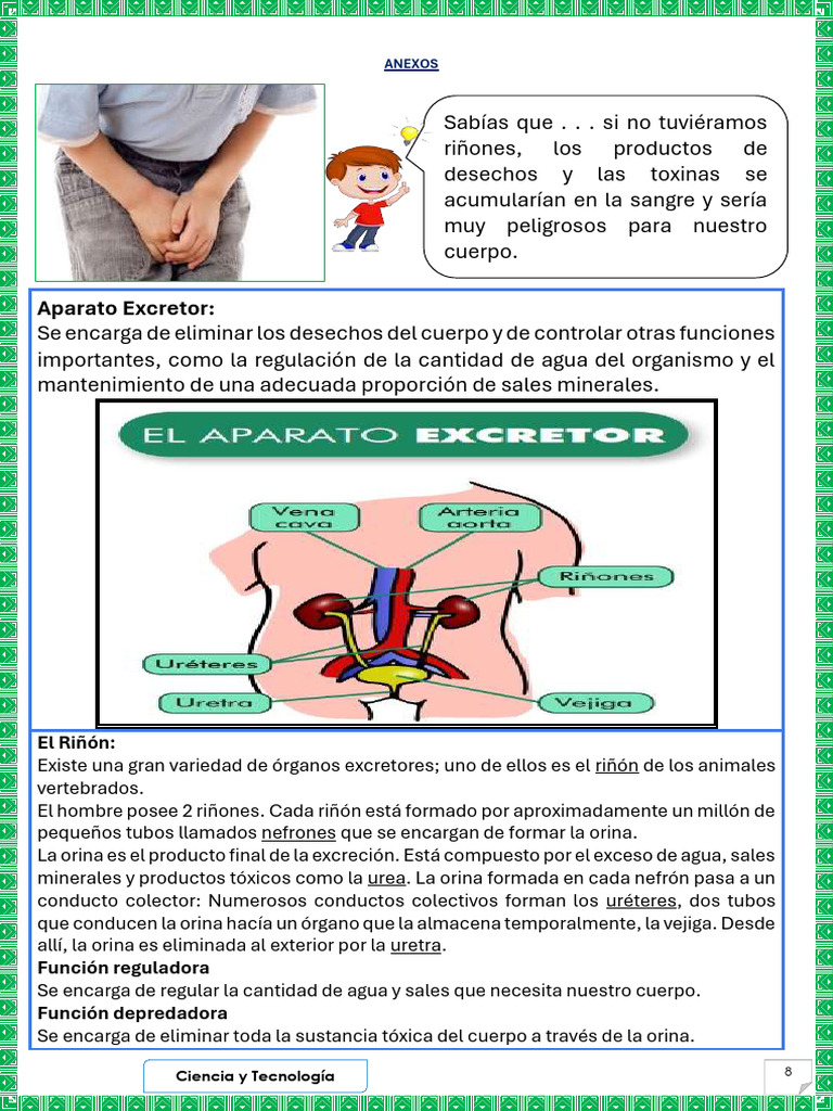3°-S6-UDA3-FICHA-IV-04 JUNIO-CYT-Enfermedades Del Sistema Excretor | PDF | Sistema urinario | Riñón
