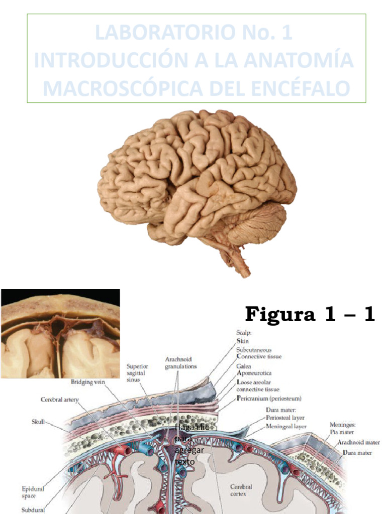 Anatomía Macroscópica del Encéfalo | PDF | Ciencia y matemáticas