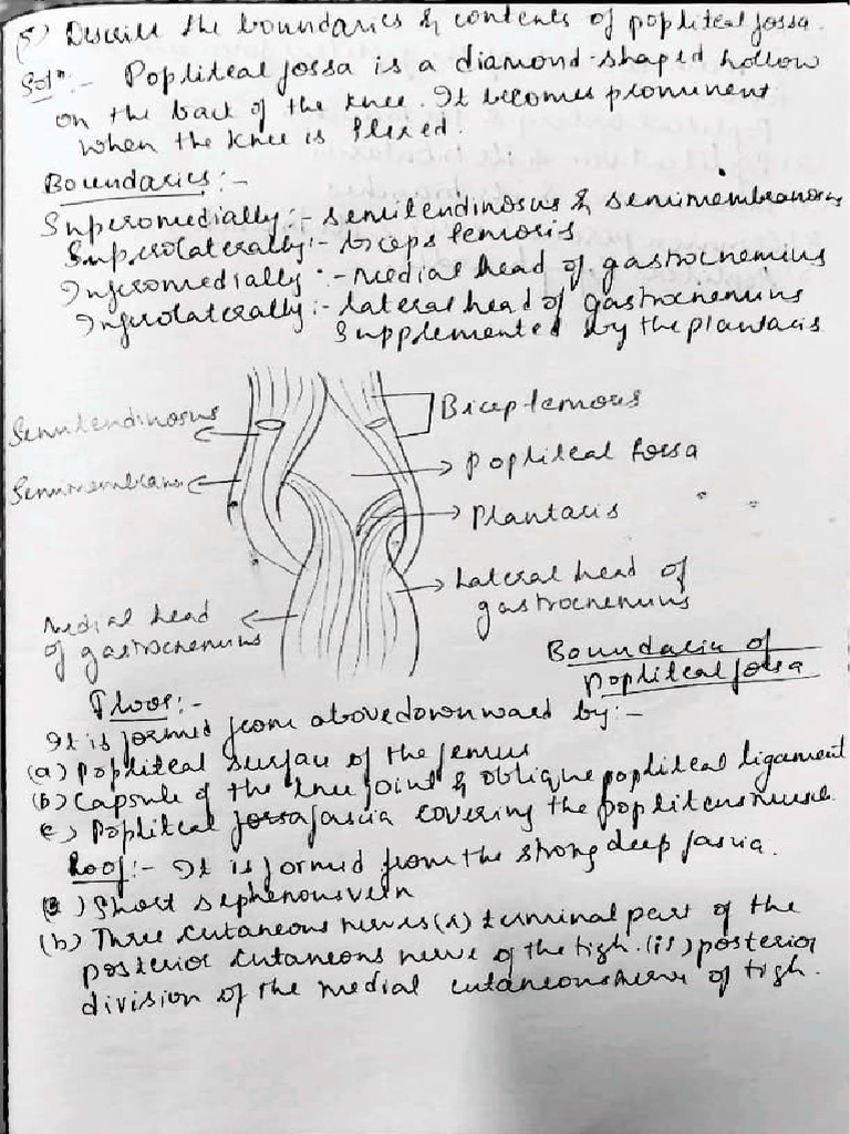 assignment anat | PDF