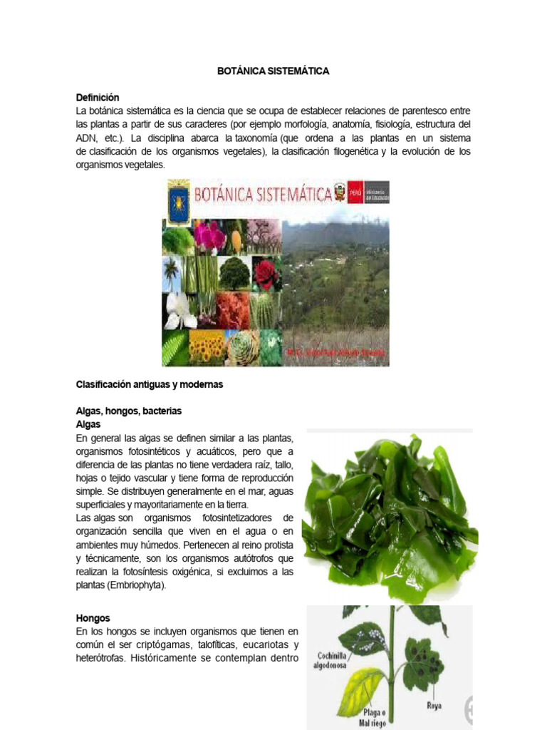 Botánica Sistemática Bth. 5to | PDF | Flores | Plantas