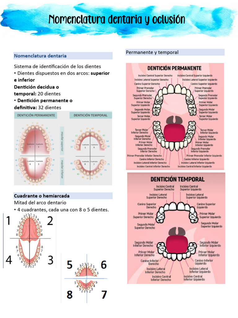 Nomenclatura Dentaria | PDF | Diente | Odontología