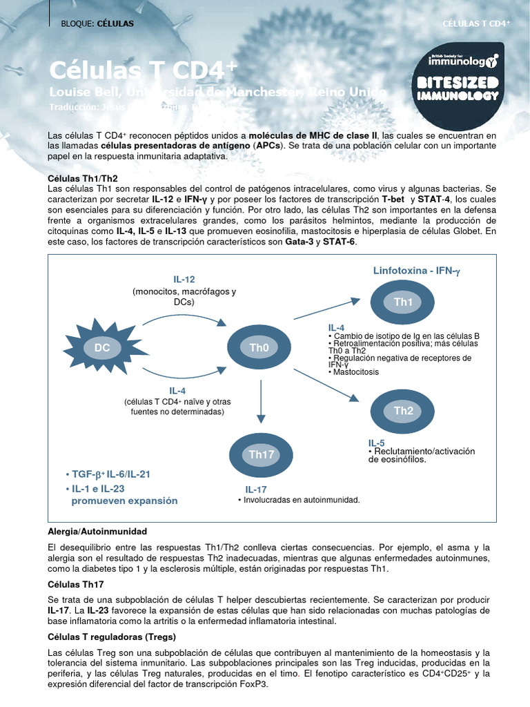 CelulasT CD4 | PDF | Célula T | Interferón gamma