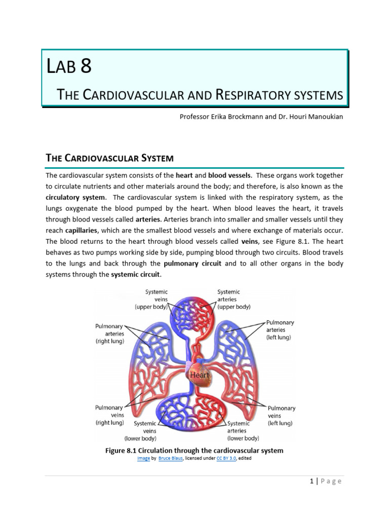 Cardiovascular and Respiratory Systems Lab | PDF | Heart Valve ...
